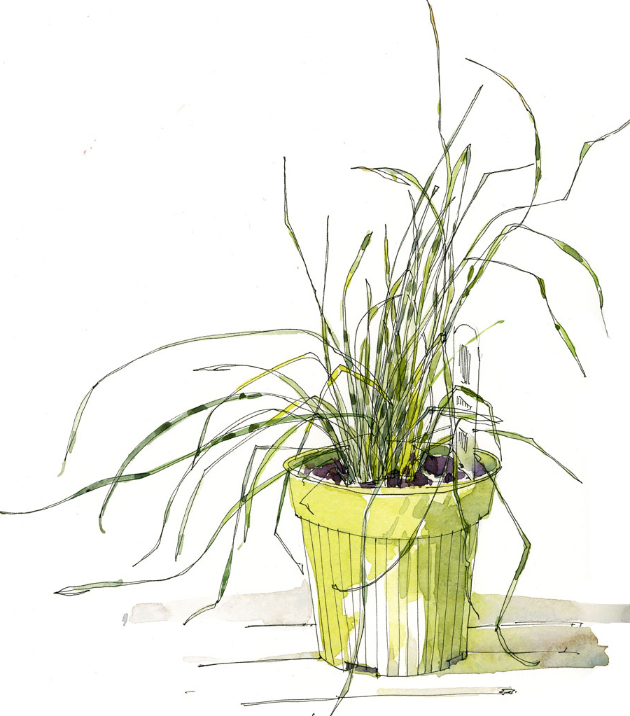 Chives | Shari Blaukopf's Sketchbook