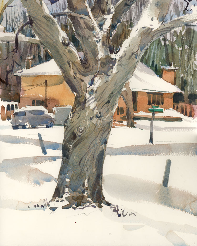 Norway maple | Shari Blaukopf's Sketchbook