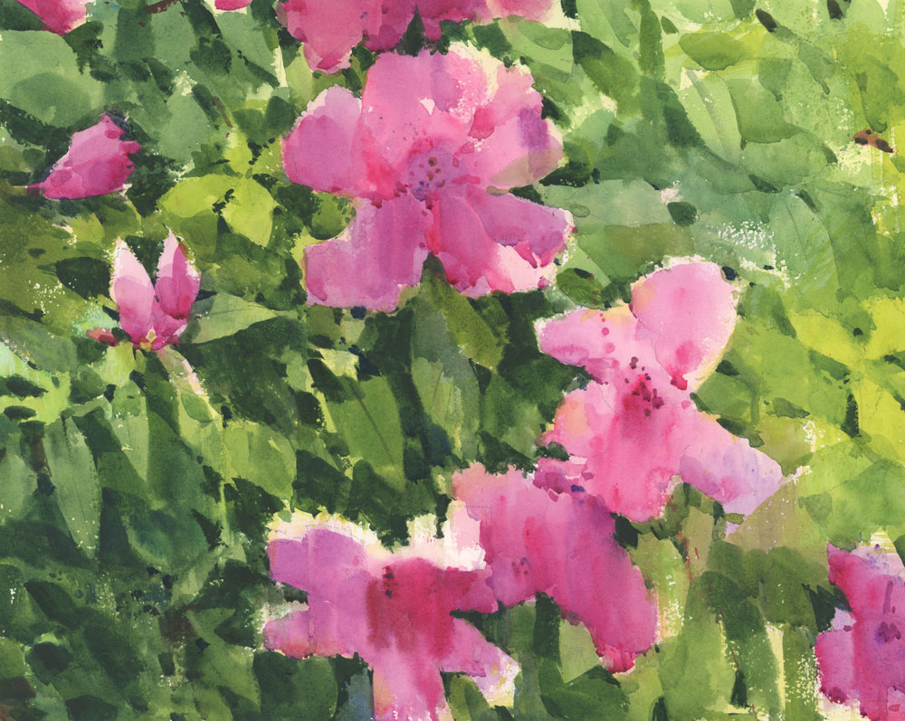 Azaleas, on some new paper stock | Shari Blaukopf's Sketchbook