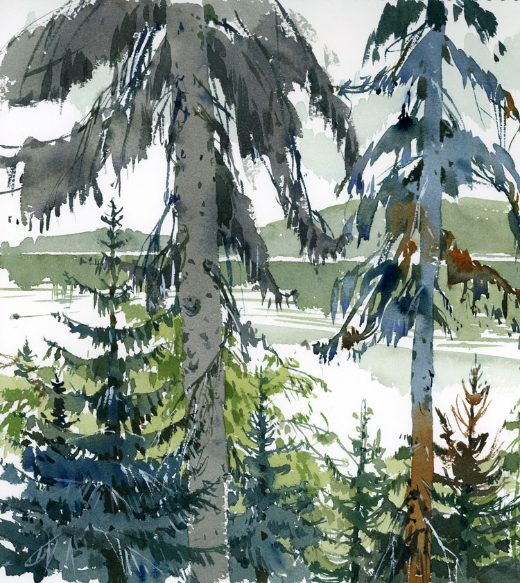 Two pines | Shari Blaukopf's Sketchbook