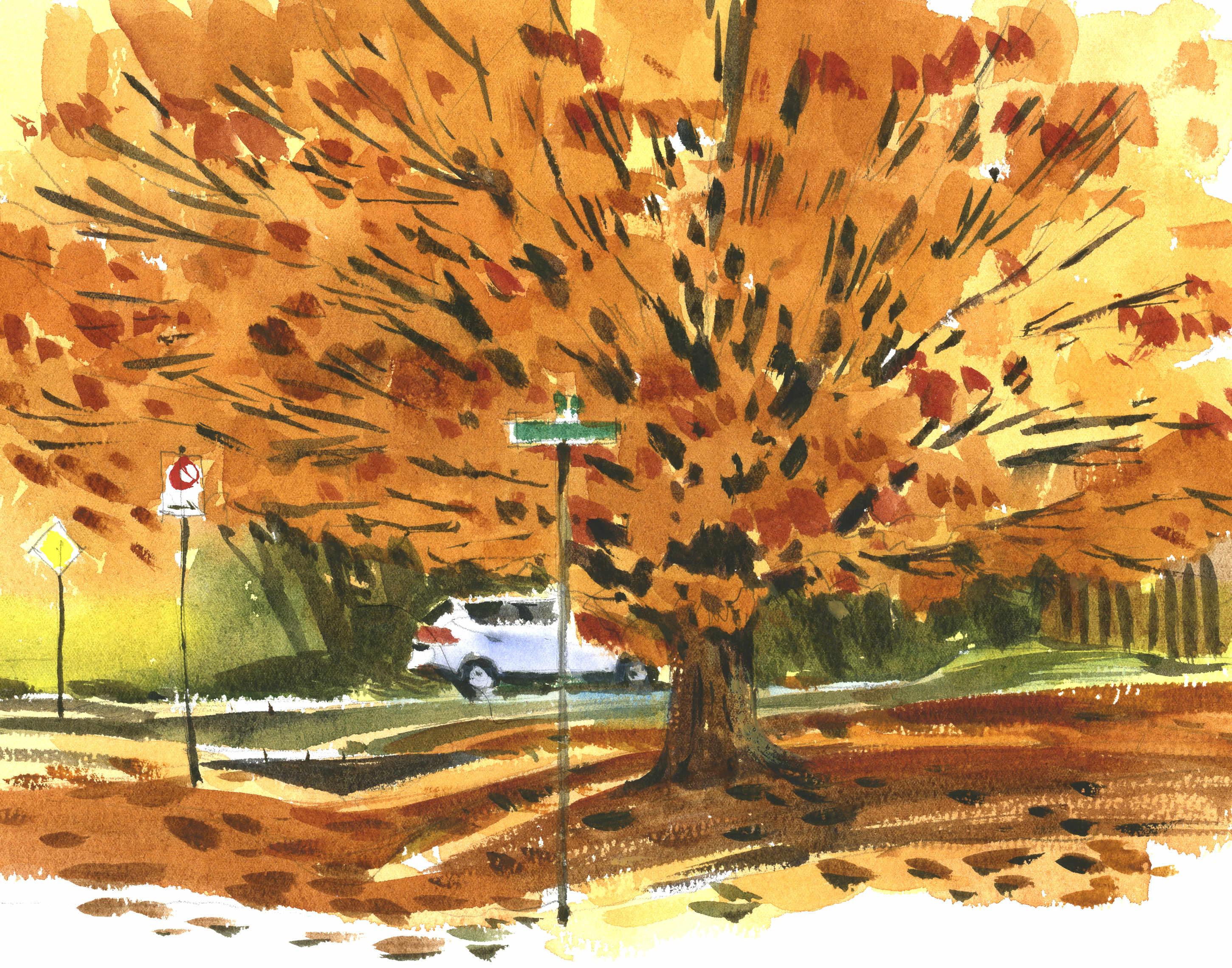 My favourite tree, version 6 | Shari Blaukopf's Sketchbook