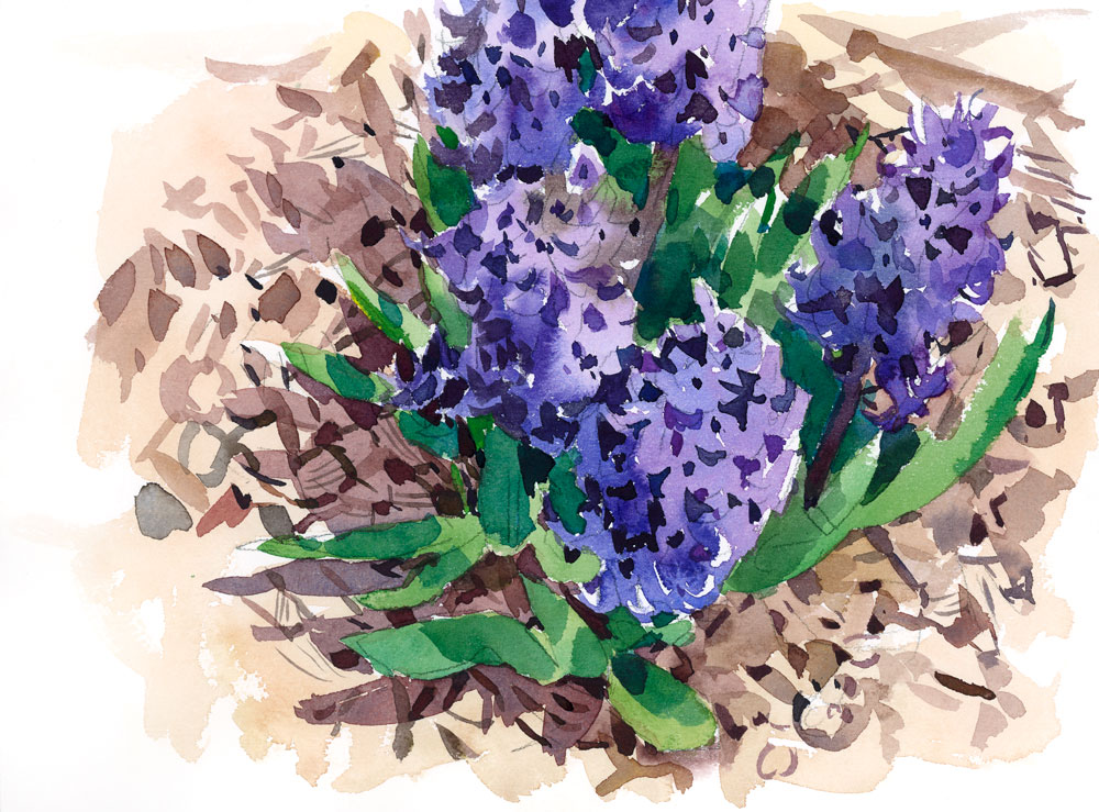 Hyacinths | Shari Blaukopf's Sketchbook
