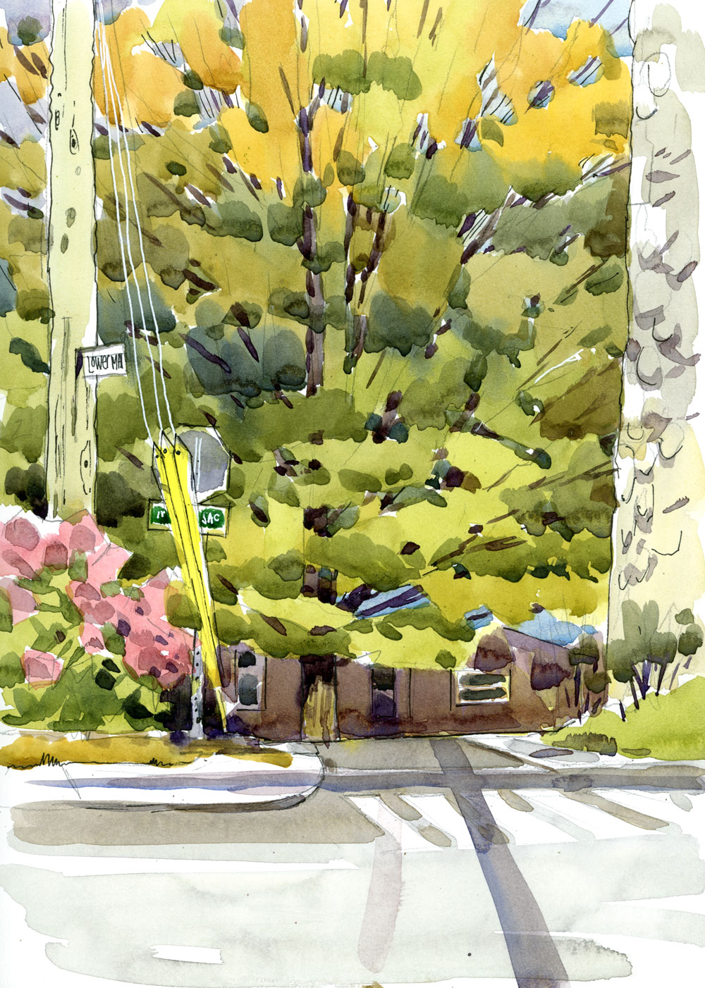 In search of a new old tree | Shari Blaukopf's Sketchbook